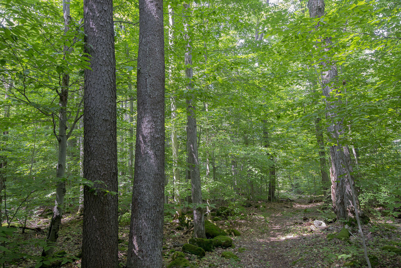 Susquehannock State Forest: A Natural Gem in Pennsylvania - Experience ...