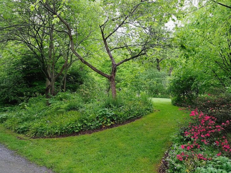 Pennsylvania Native Plants - Experience Pennsylvania