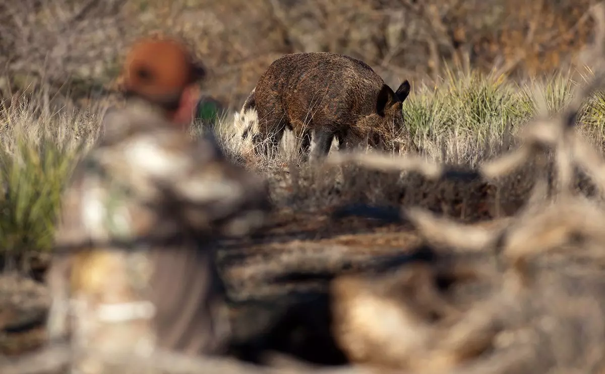 Wild Boar Hunts and Hog Hunting Trips in Pennsylvania - Experience ...